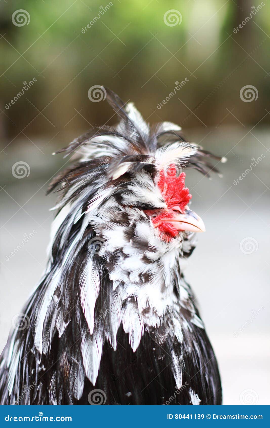 Funny looking Chicken stock image. Image of chicken, extravagant - 80441139