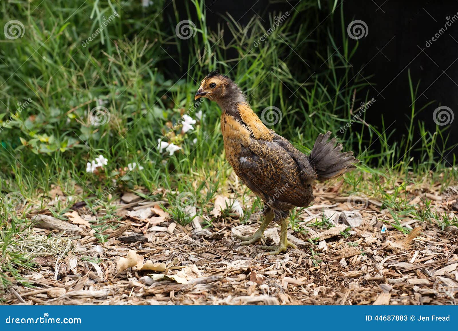 Funny looking chicken stock image. Image of farm, animals - 44687883