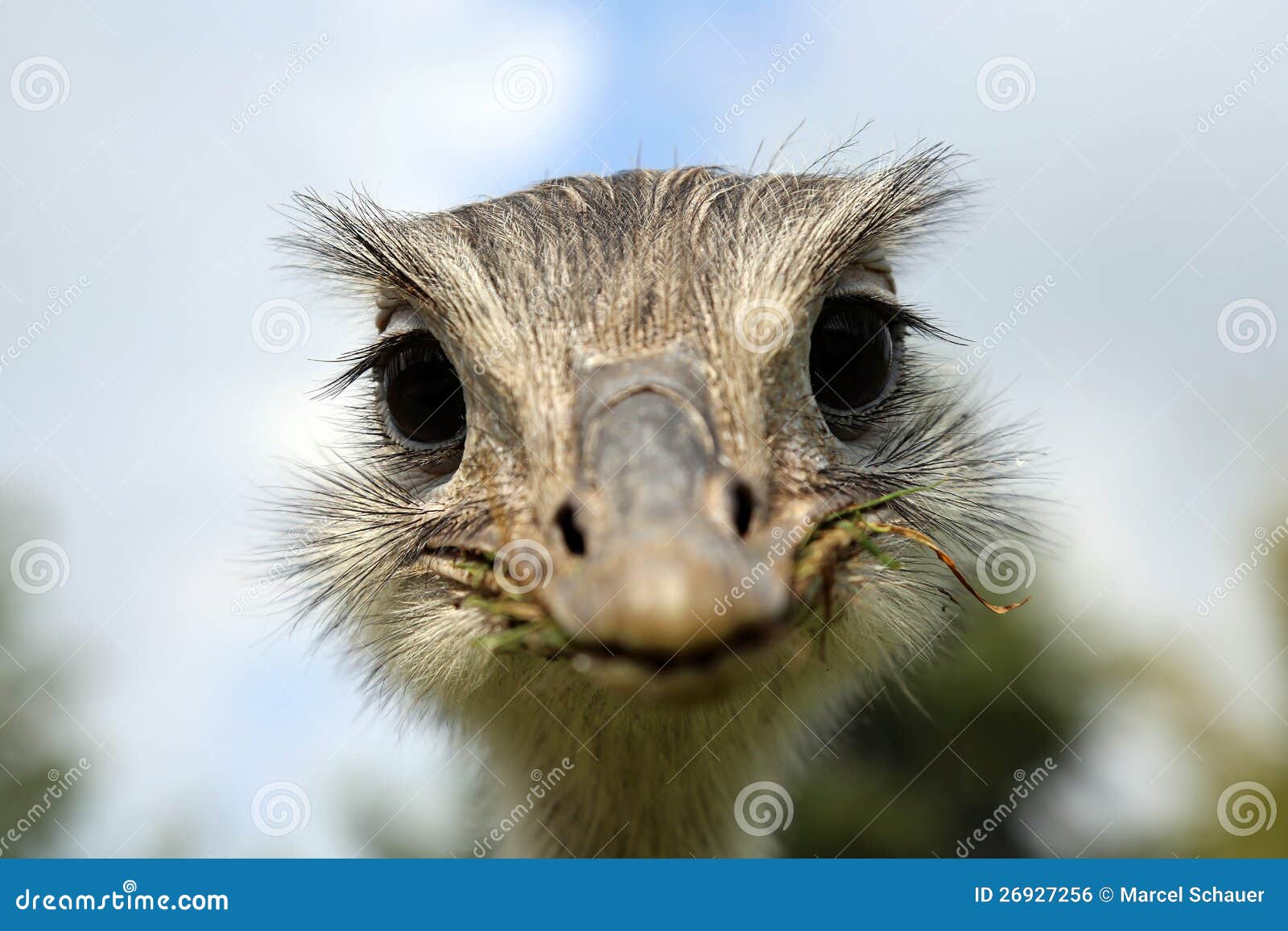 Funny looking common rhea stock photo. Image of plumage - 26927256