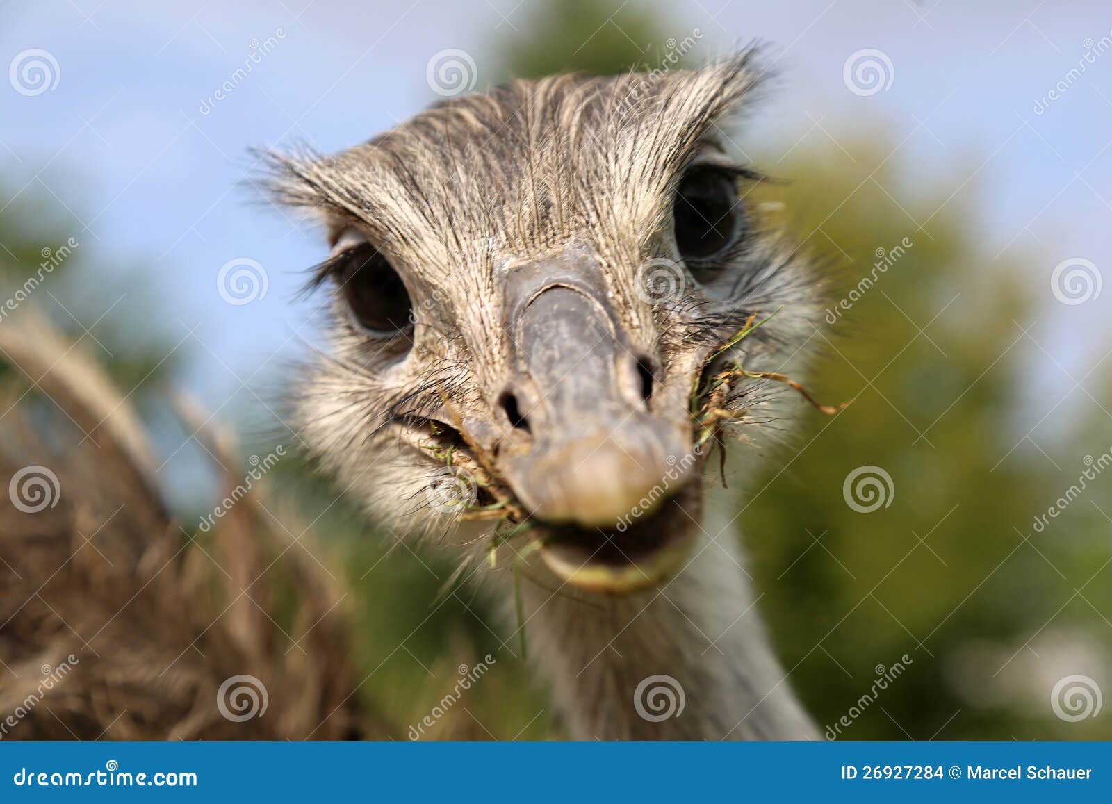 Funny looking common rhea stock photo. Image of ostrich - 26927284