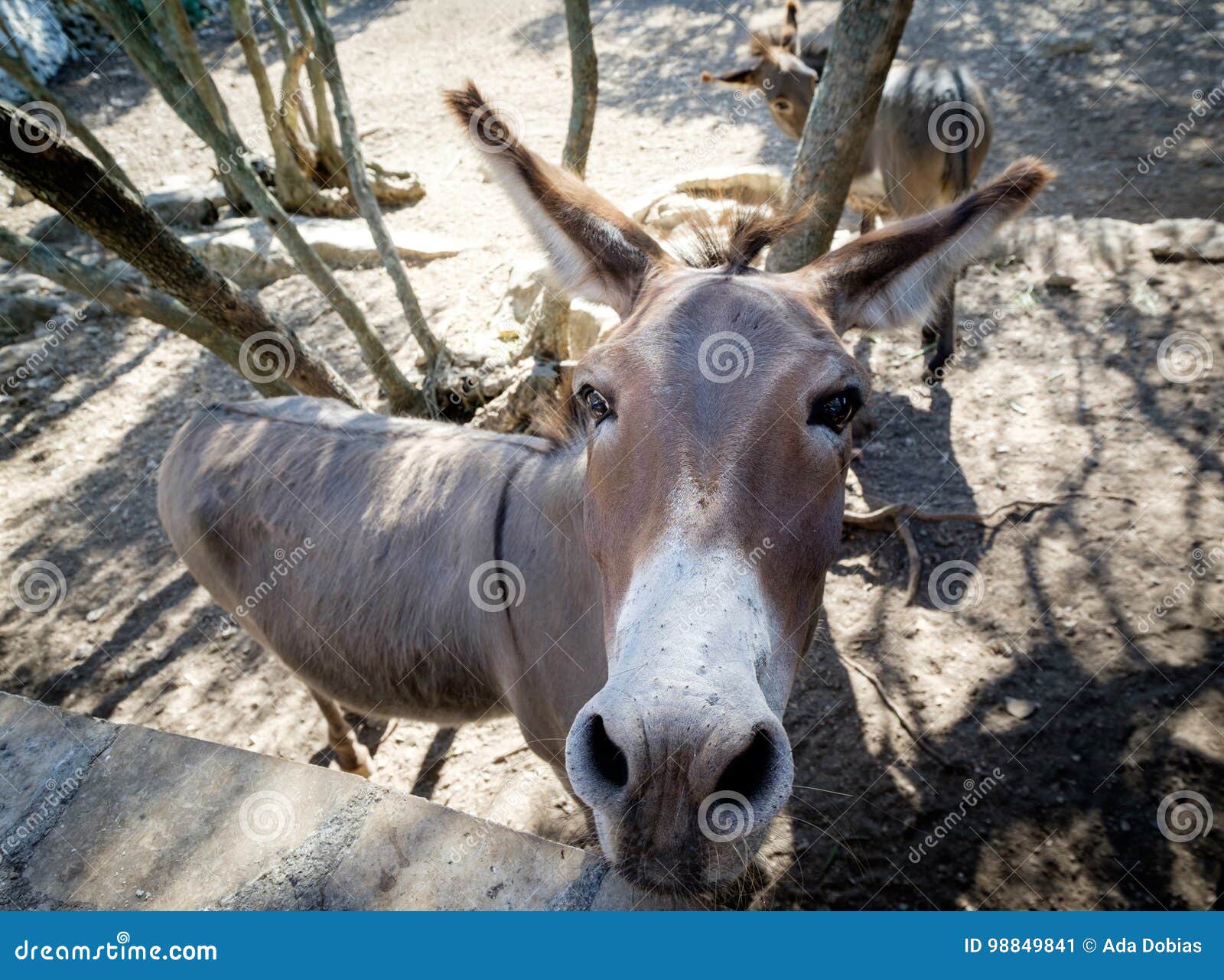 Funny looking donkey stock image. Image of donkey, head - 98849841
