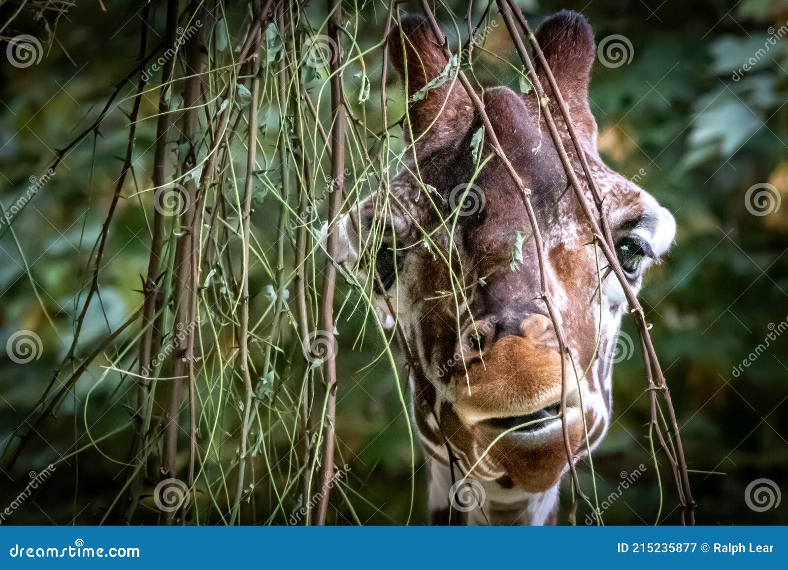 A Funny Looking Giraffe Behind a Tree Stock Image - Image of cute ...