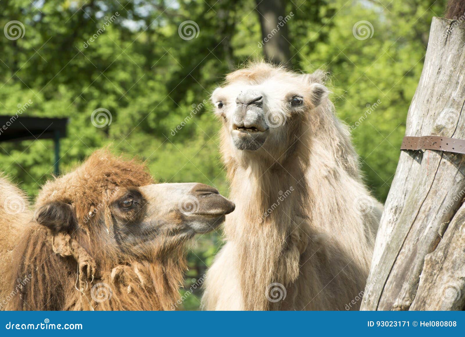 Funny looking Lamas stock image. Image of willd, brown - 93023171