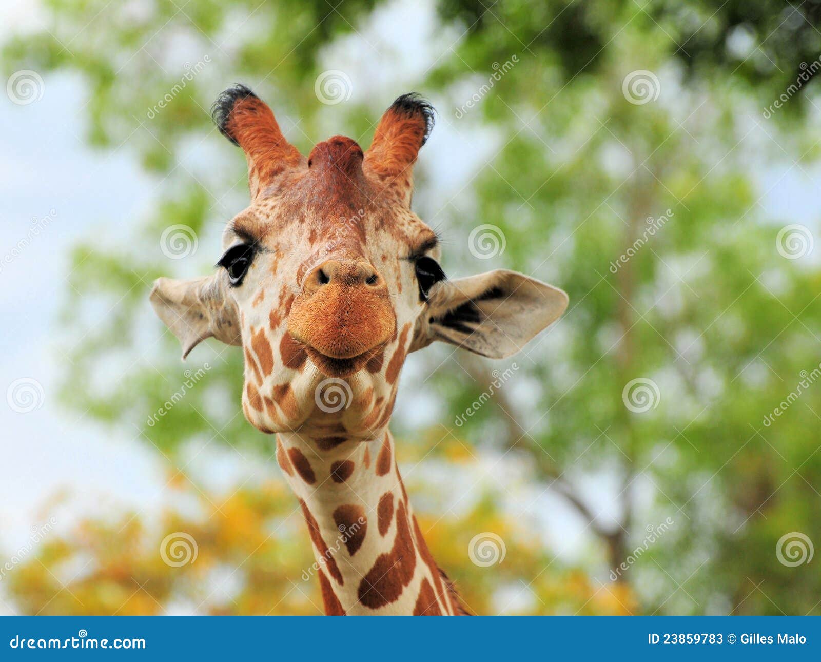 Funny Looking Reticulated Giraffe Stock Image - Image of looks, animals ...