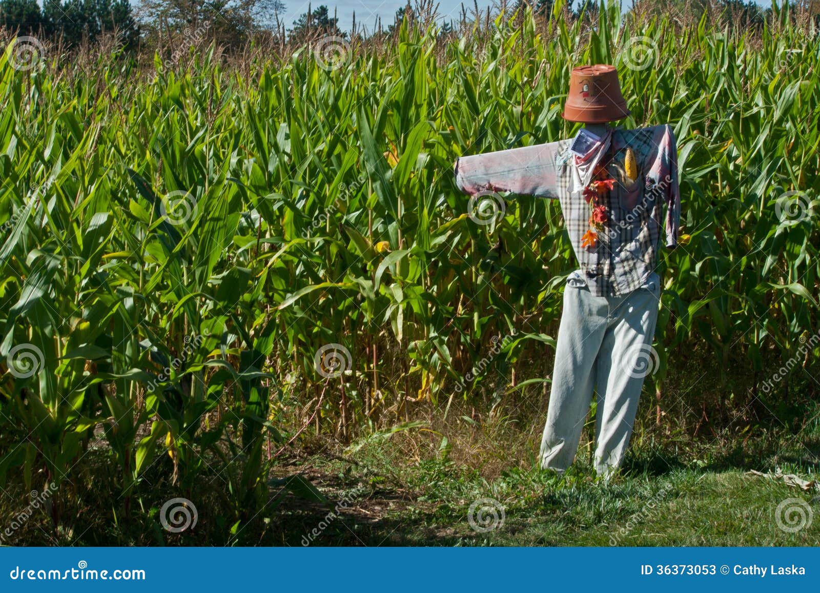 Funny Looking Scarecrow stock image. Image of sunlight - 36373053