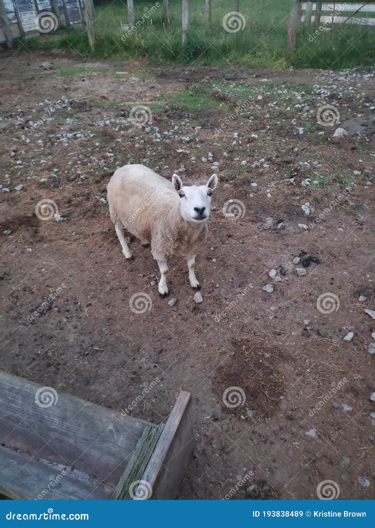 Funny Looking Sheep at the Farm Stock Image - Image of wildlife, horn ...