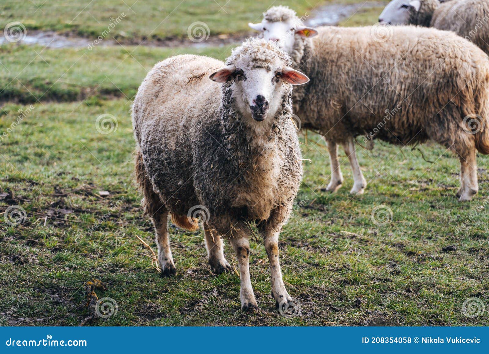 Funny Looking Sheep Look Straight To the Camera Stock Photo - Image of ...