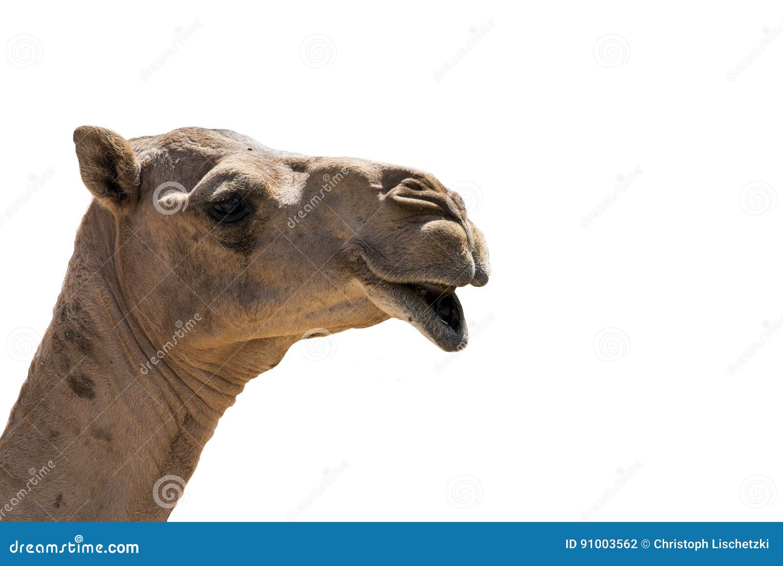Funny Looking Smiling Camel Isolated on a White Background Stock Photo ...