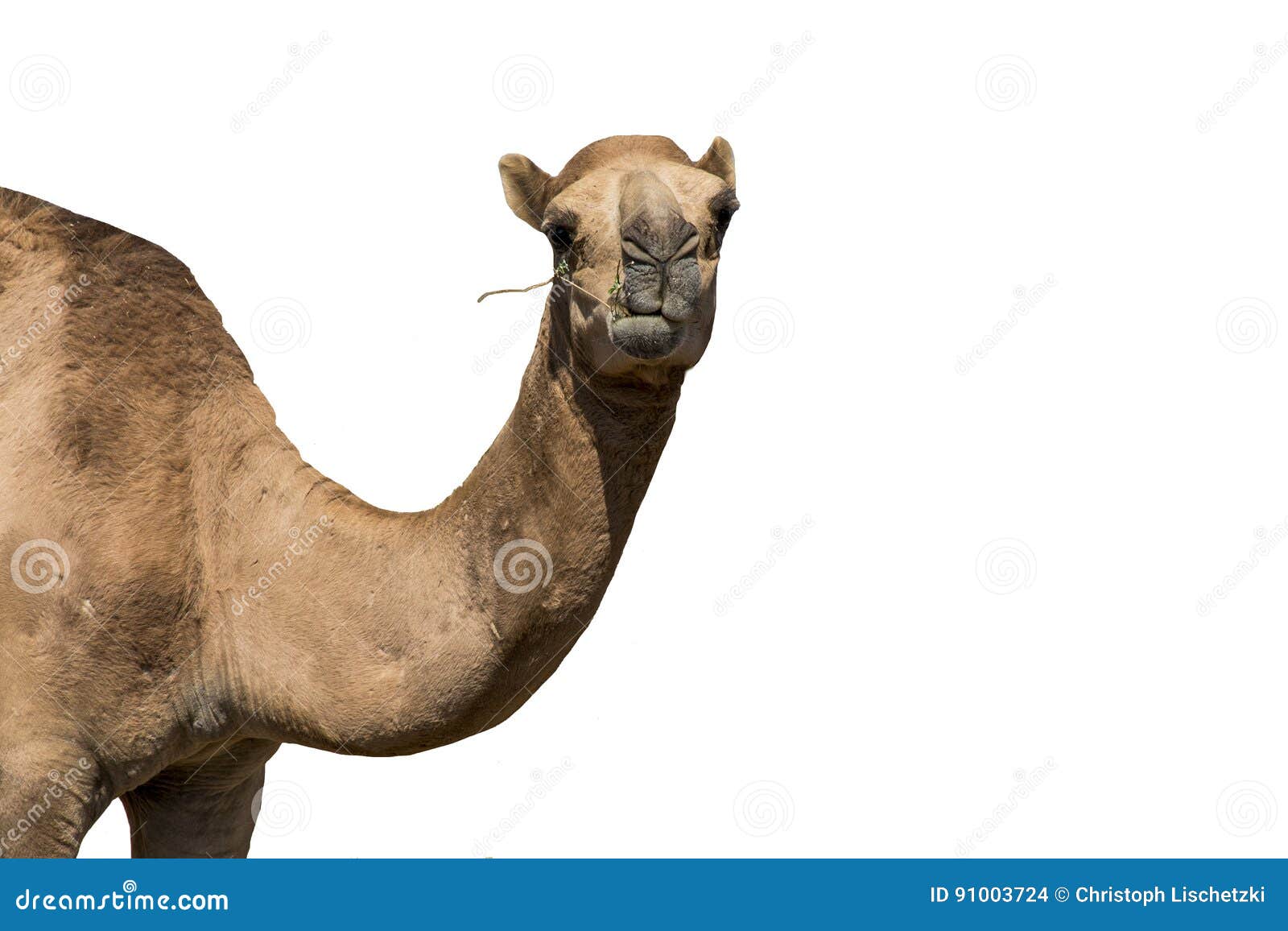 Funny Looking Smiling Camel Isolated on a White Background Stock Photo ...