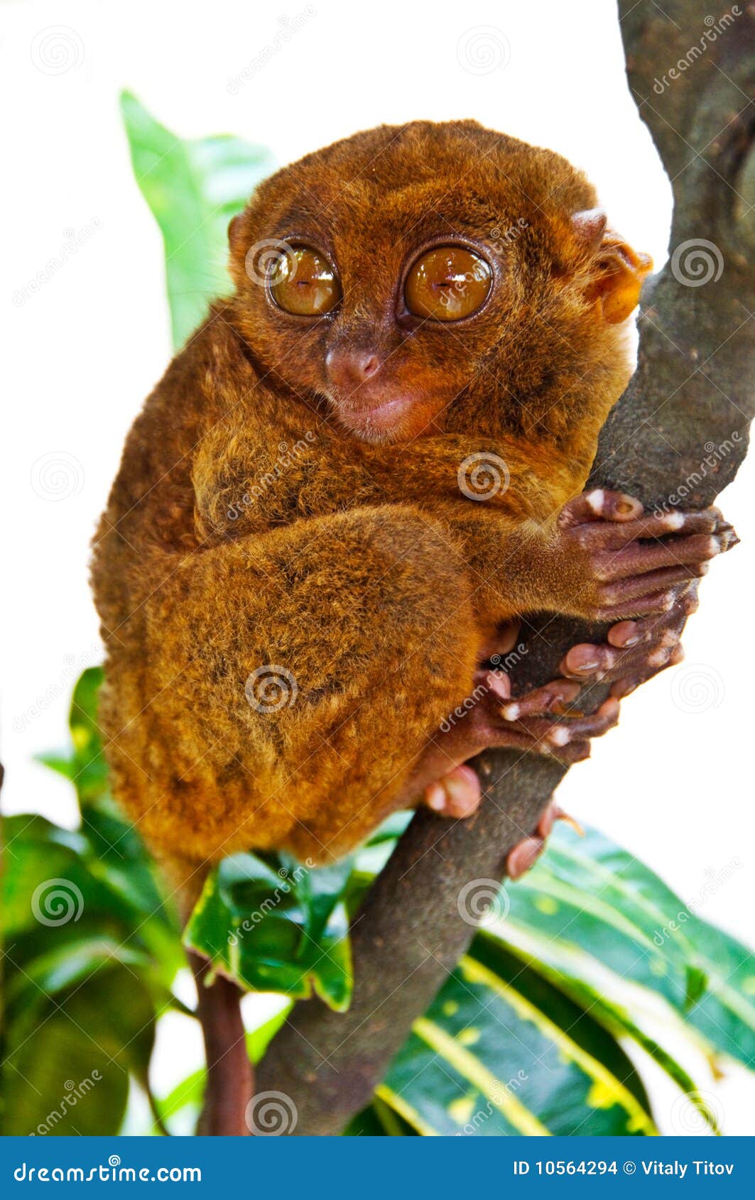 Funny-Looking Tarsier stock photo. Image of exotic, endangered - 10564294
