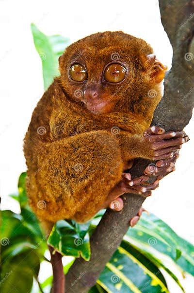Funny-Looking Tarsier stock photo. Image of exotic, endangered - 10564294