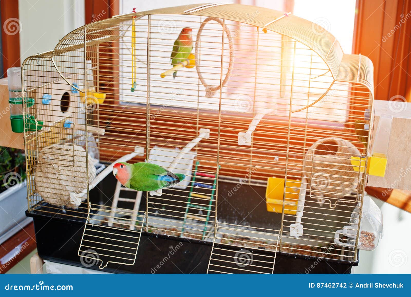 Funny Lovebird Parrot at Large Cage on Rooom with Sunshine. Stock Photo ...
