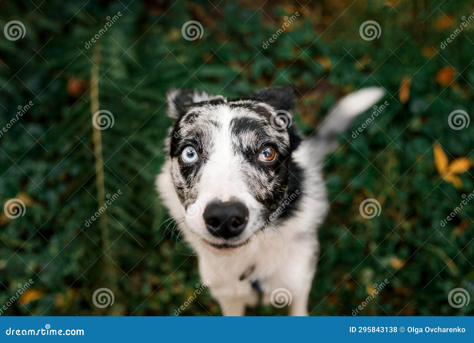 Funny Loved Border Collie Dog Lookig Stock Photo - Image of collie ...