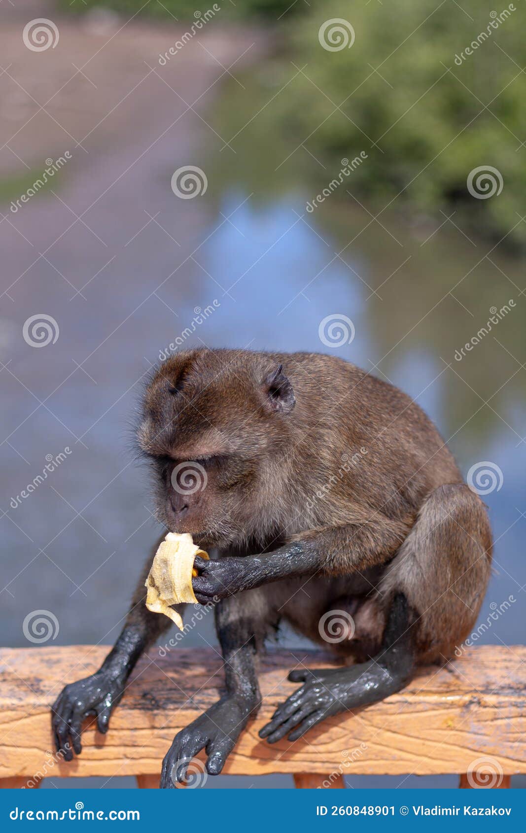 Funny Macaque Monkey with Dirty Paws Eats Banana on Bench. Selective ...