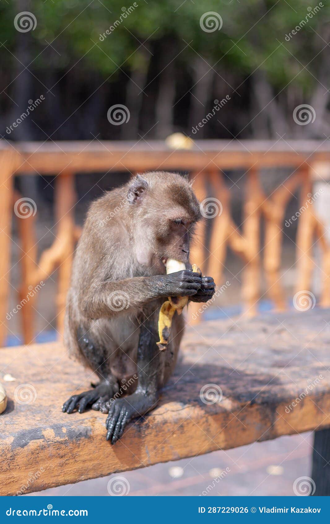 Funny Macaque Monkey with Dirty Paws Eats Banana on Bench. Selective ...