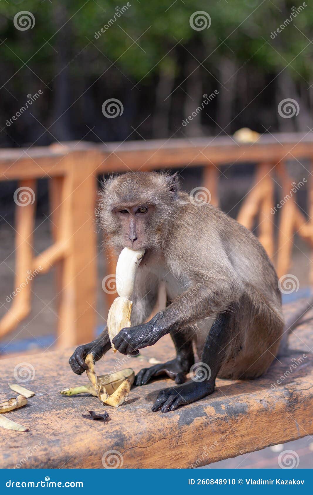 Funny Macaque Monkey with Dirty Paws Eats Banana on Bench. Selective ...