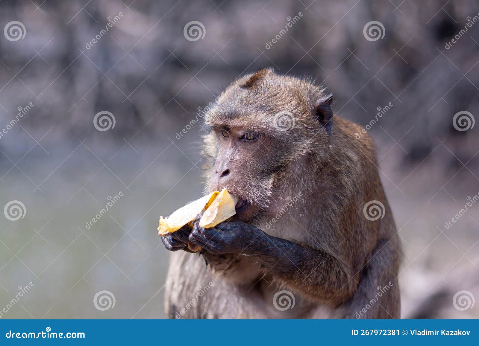 Funny Macaque Monkey with Dirty Paws Eats Banana. Selective Focus ...