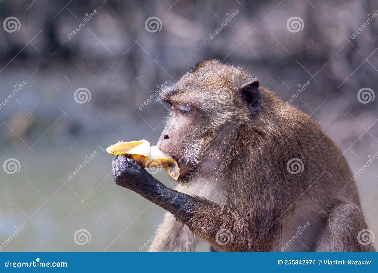 Funny Macaque Monkey with Dirty Paws Eats Banana. Selective Focus ...