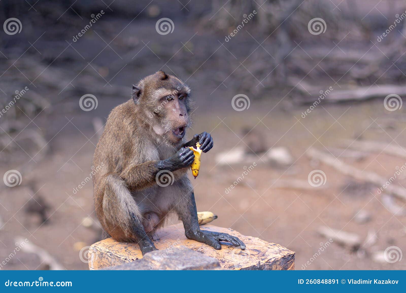 Funny Macaque Monkey Eats a Banana Sitting on Column. Paws in Mud ...
