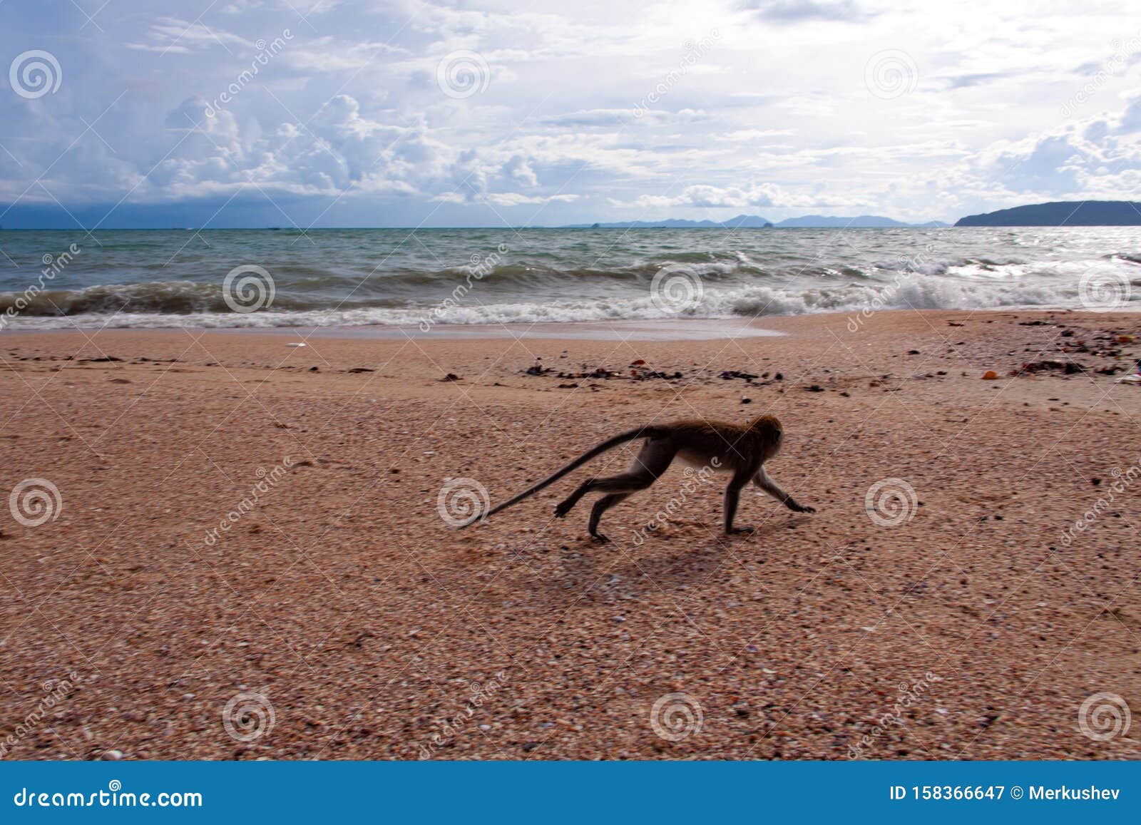 Funny Macaque Monkey Running Along Coastline of the Tropical Beach ...