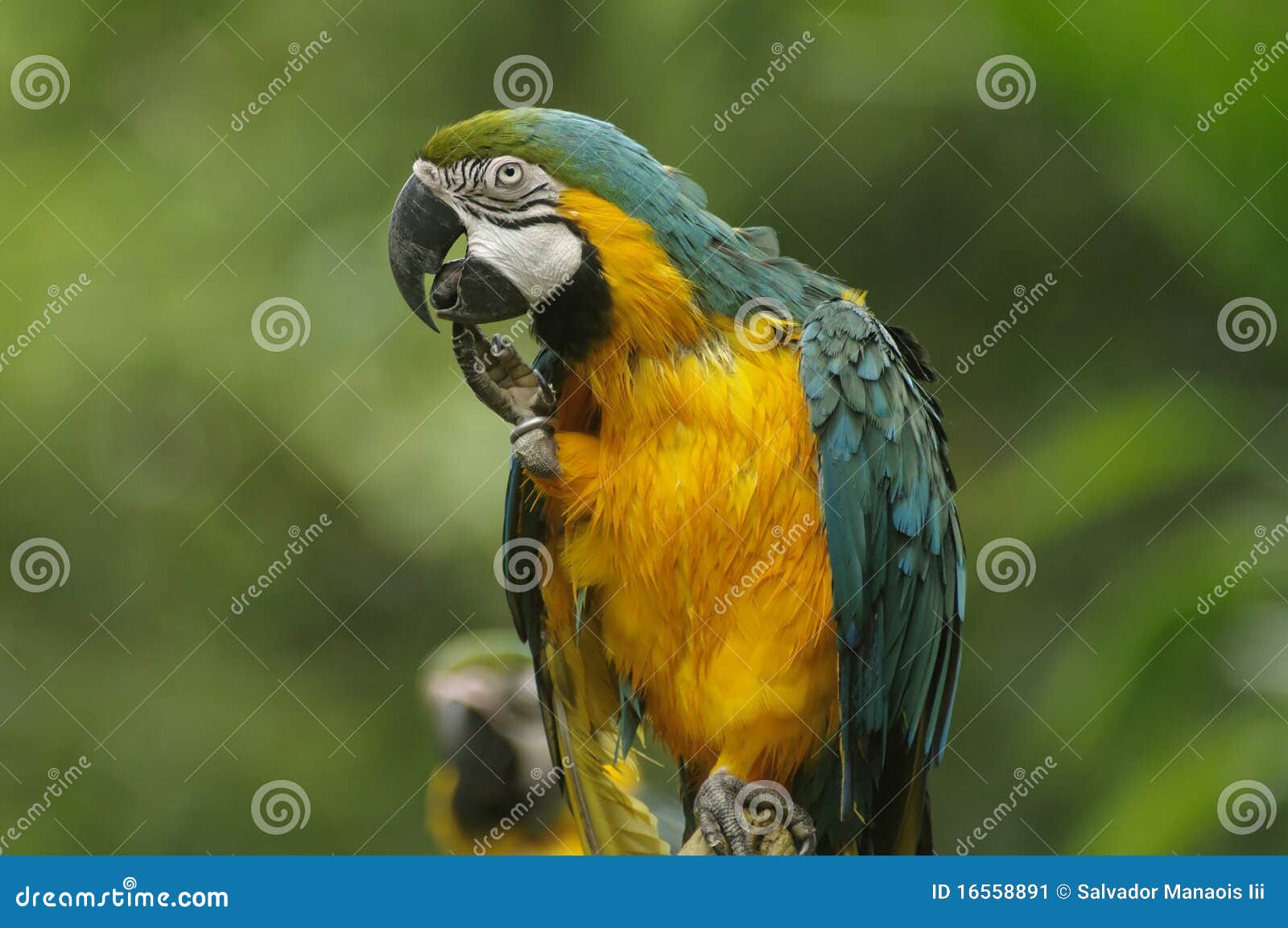 Funny Macaw Parrot Hanging Upside Down On Tree Branch Stock Photography ...