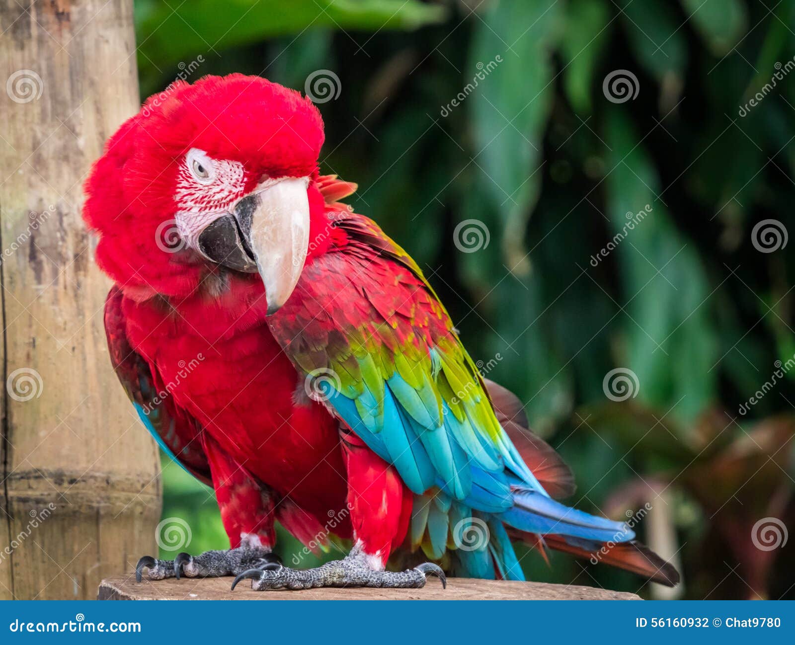 Funny macaw stock photo. Image of looking, boring, animal - 56160932