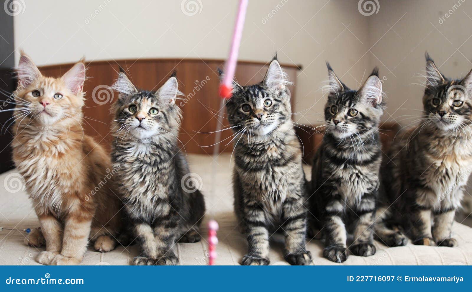 Funny Maine Coon Kittens Move Their Heads Back and Forth Stock Image ...