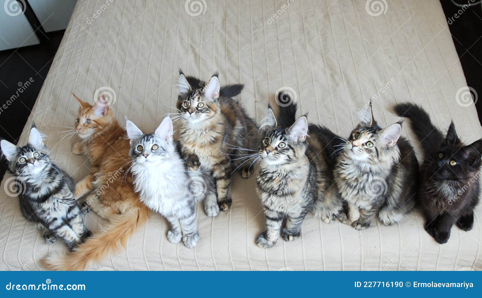 Funny Maine Coon Kittens Move Their Heads Back and Forth Stock Photo ...