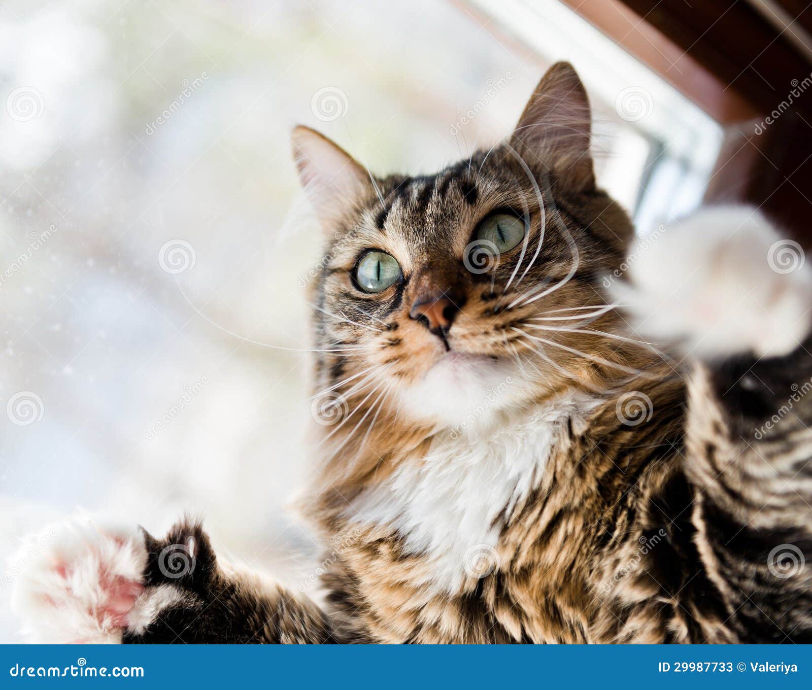 Funny cat raises paws up stock image. Image of funny - 29987733