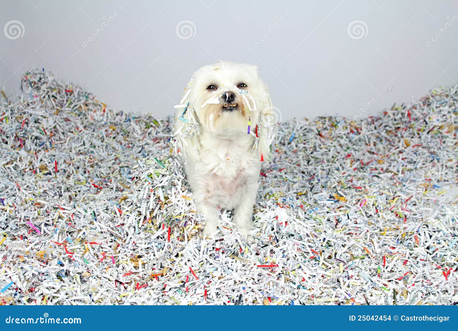 Dog Shredded Paper Stock Photos - Free & Royalty-Free Stock Photos from ...