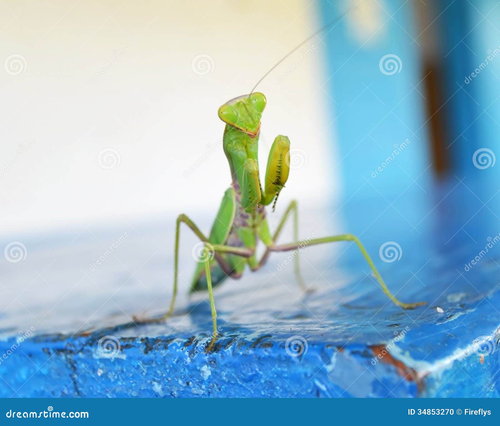 Funny mantis stock photo. Image of wildlife, wild, antenna - 34853270