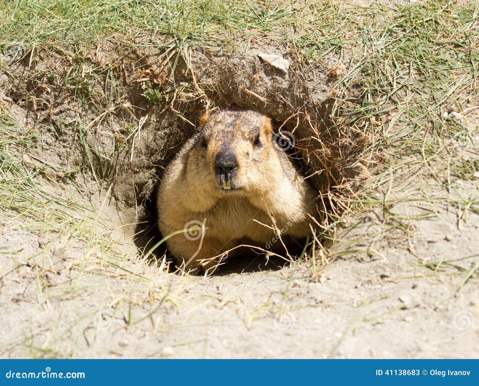 Funny Marmot Royalty-Free Stock Photo | CartoonDealer.com #88134717