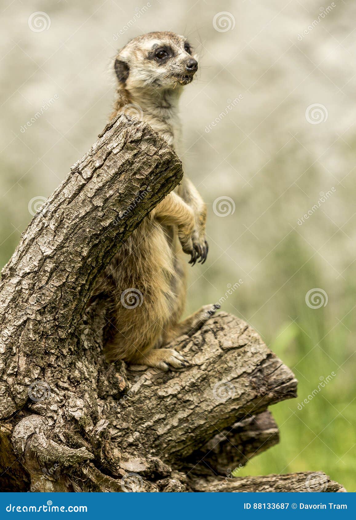 Funny marmot stock image. Image of beautiful, safari - 88133687