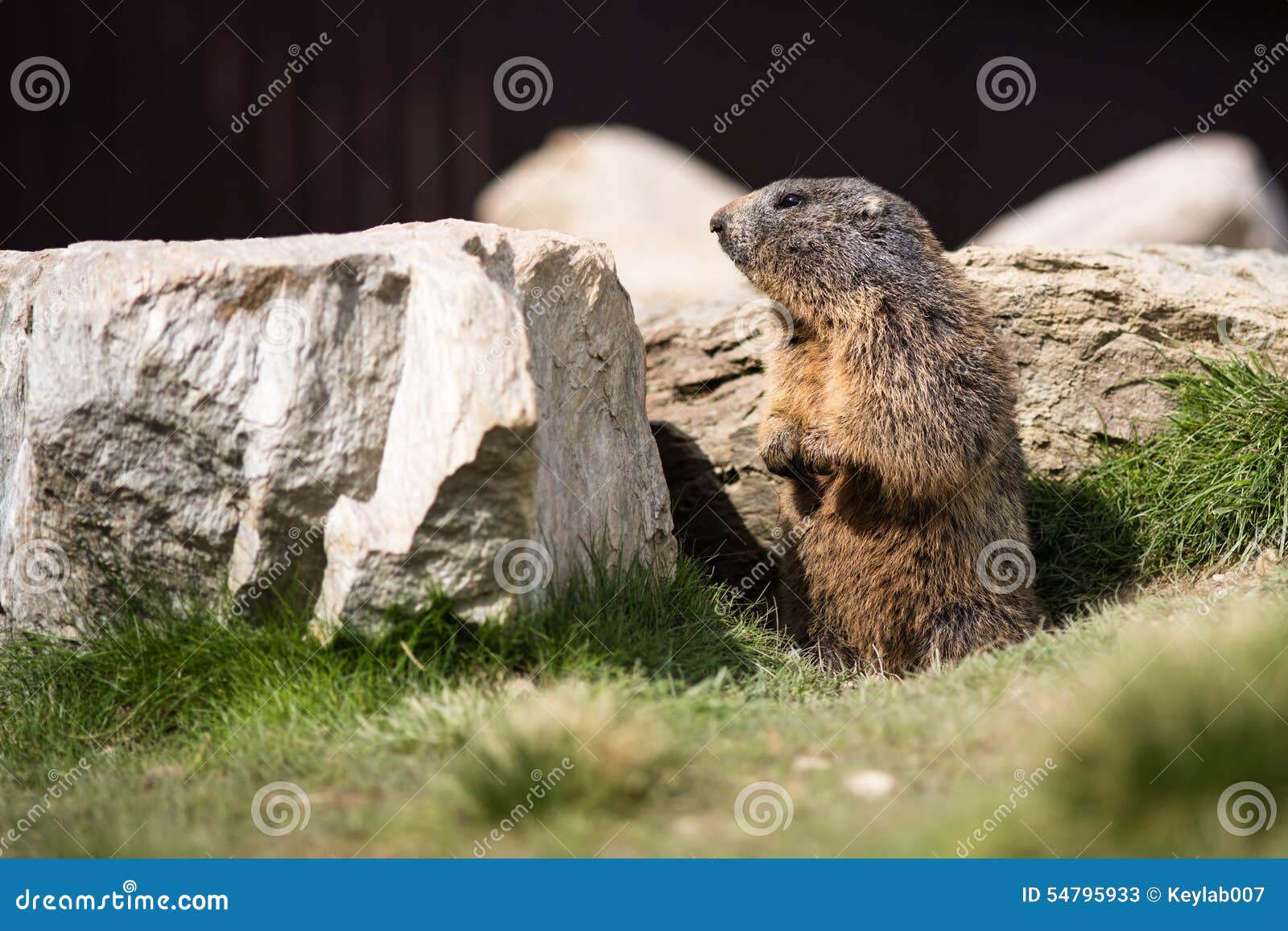 Funny marmot stock image. Image of marmota, funny, adorable - 54795933