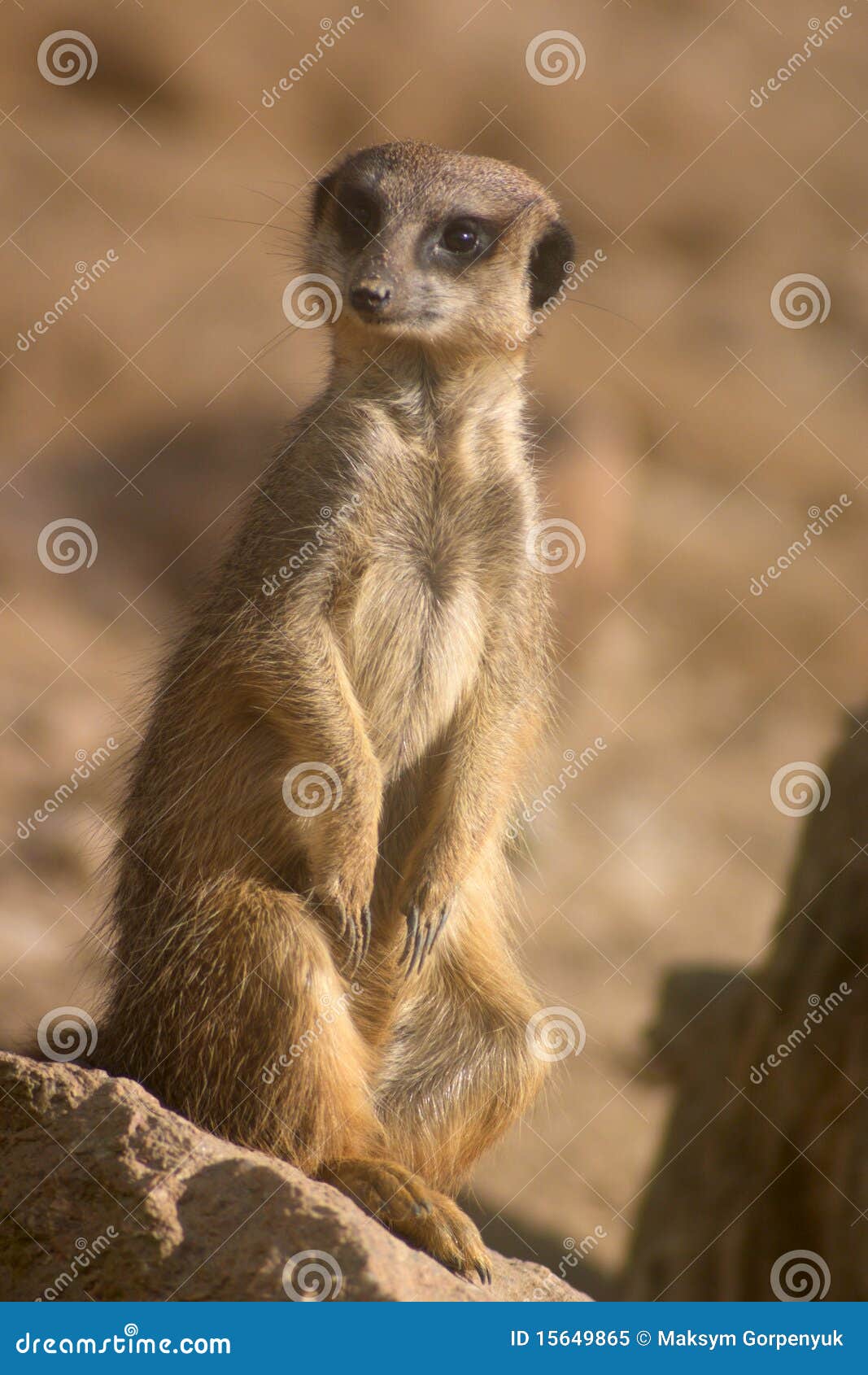 Funny meerkat stock image. Image of wildlife, downy, animal - 15649865