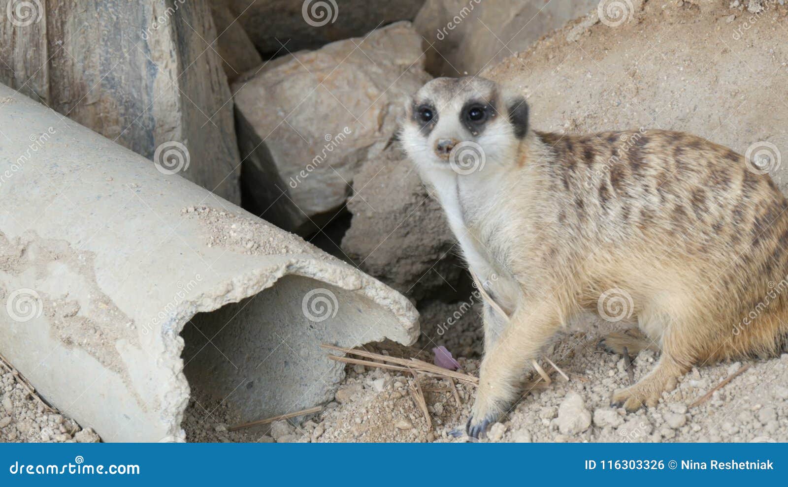 Funny Meerkat or Suricate Near Burrows in the Zoo Stock Footage - Video ...