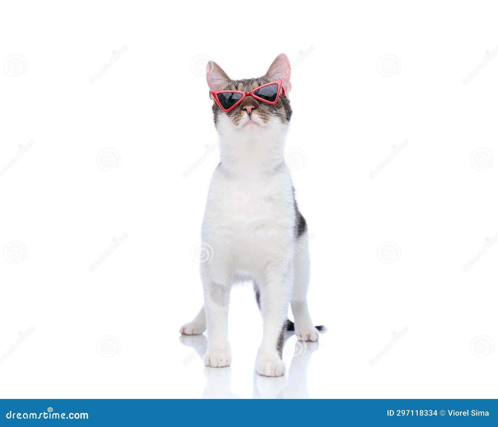 Funny Metis Cat Wearing Triangle Sunglasses and Looking Forward Stock ...