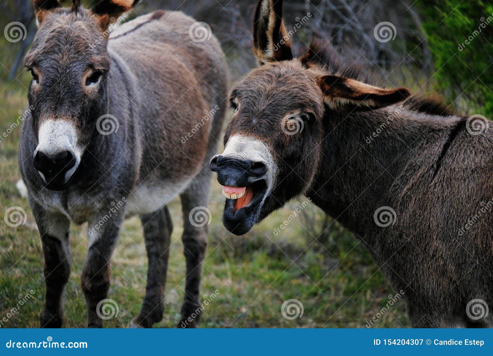 Funny mini donkeys bray stock image. Image of face, background - 154204307