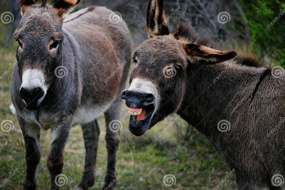 Funny mini donkeys bray stock image. Image of face, background - 154204307