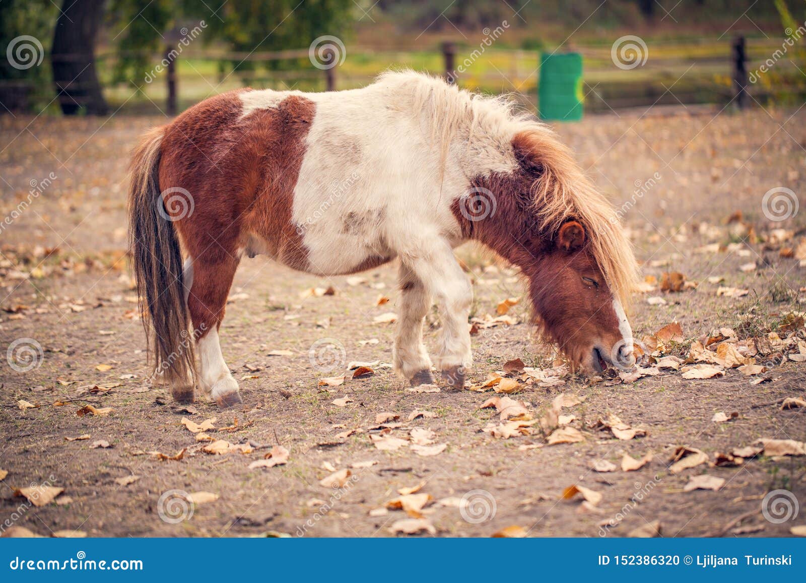 Funny Miniature Horse. Outdoors Stock Photo - Image of field, breed ...