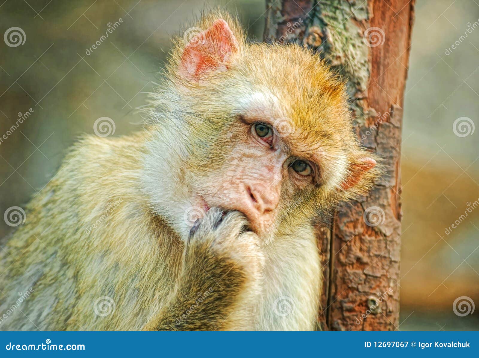 Funny monkey stock image. Image of candid, mammal, cheerful - 12697067