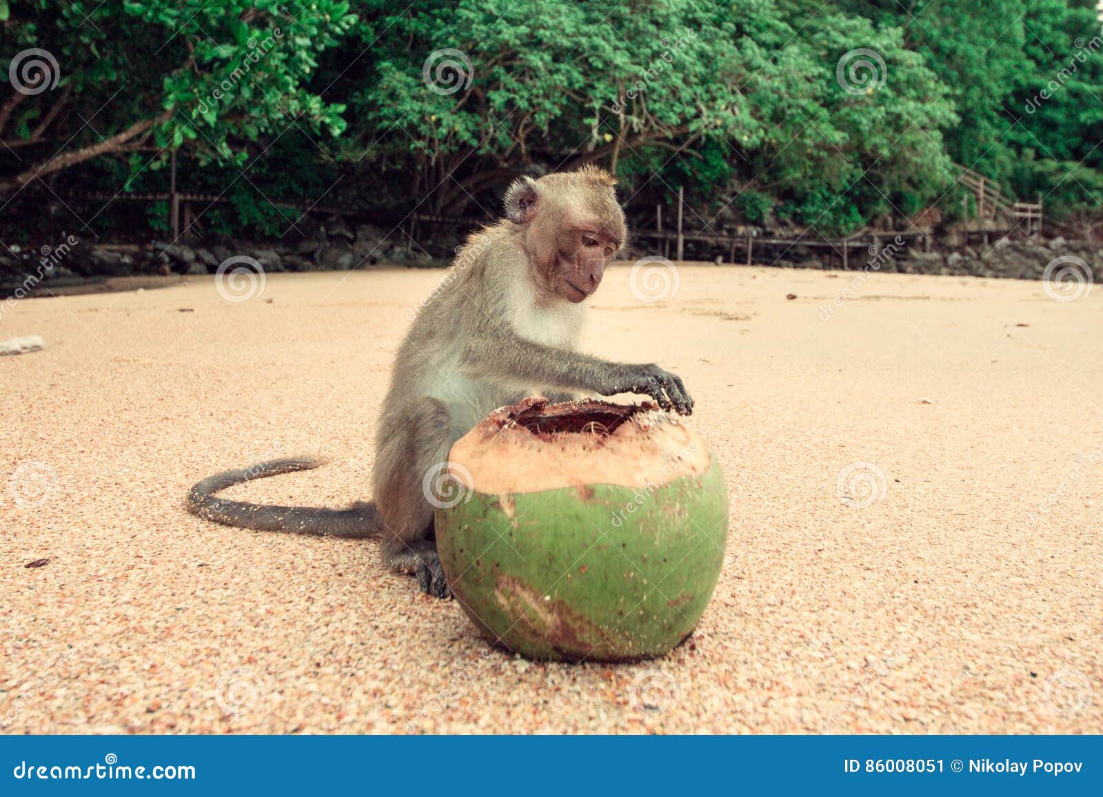 Funny Monkey with a Coconut. Stock Image - Image of macaque, nature ...