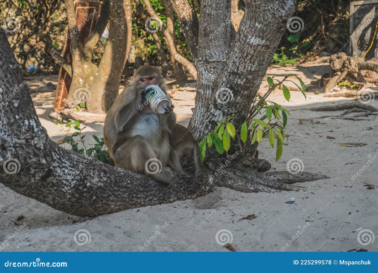 Funny Monkey Drinking Beer on Beach Under a Tree Editorial Stock Photo - Image of summer ...