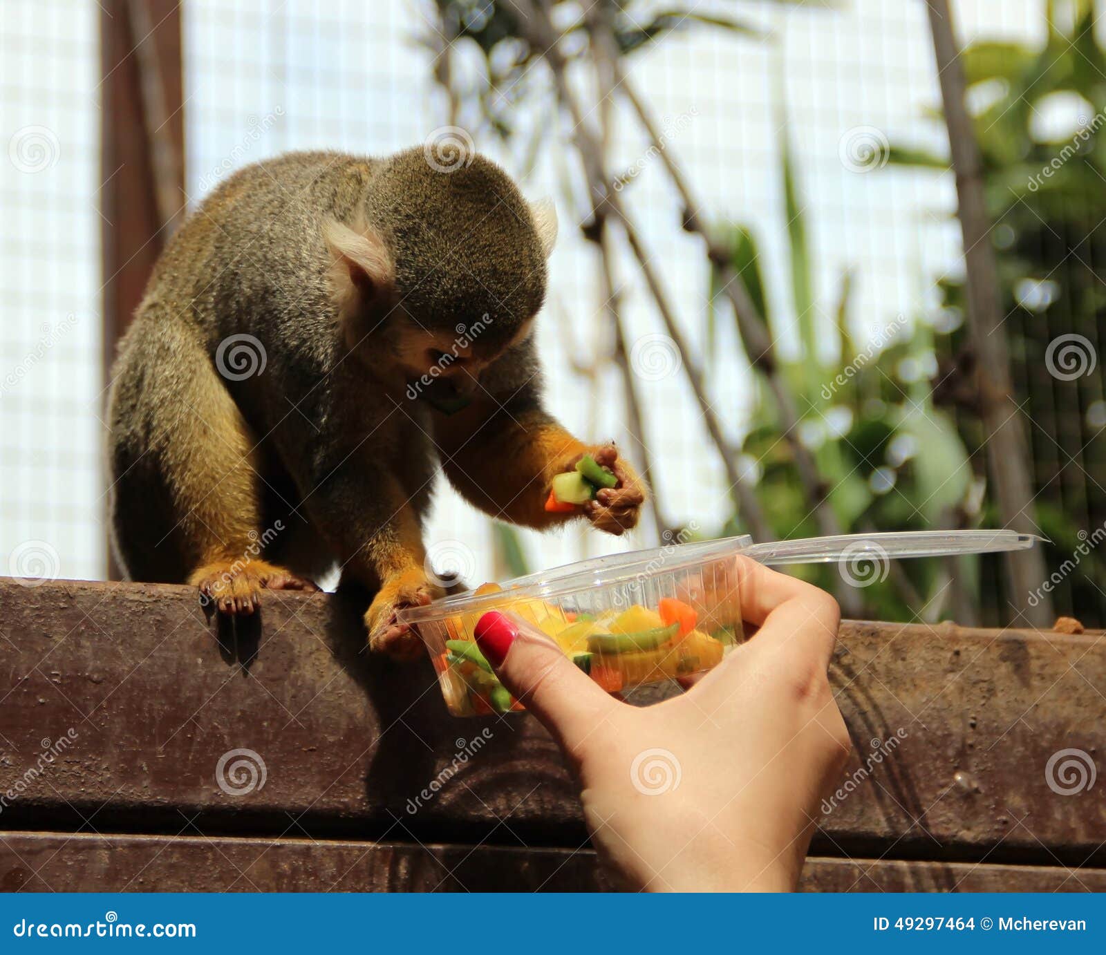 Funny Monkey Eats Food from the Hand of the Girl Stock Photo - Image of ...