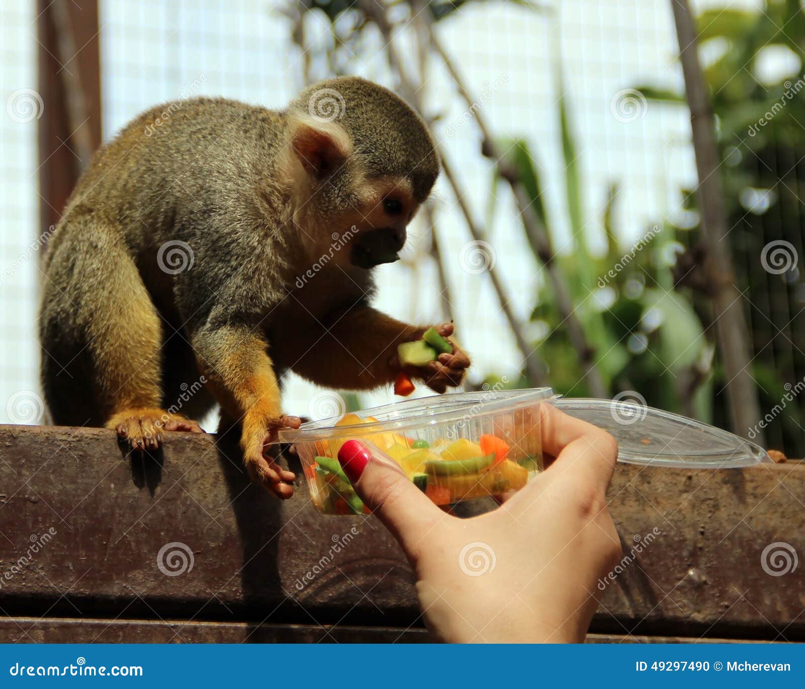 Funny Monkey Eats Food from the Hand of the Girl Stock Photo - Image of ...