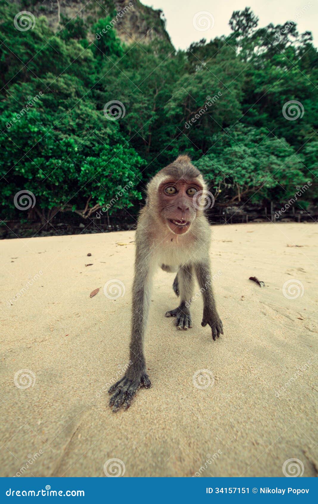 Funny monkey. stock image. Image of baby, eyes, curiosity - 34157151