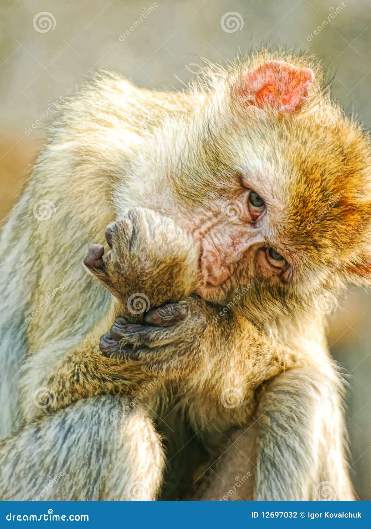 Funny monkey got angry stock photo. Image of furious - 12697032