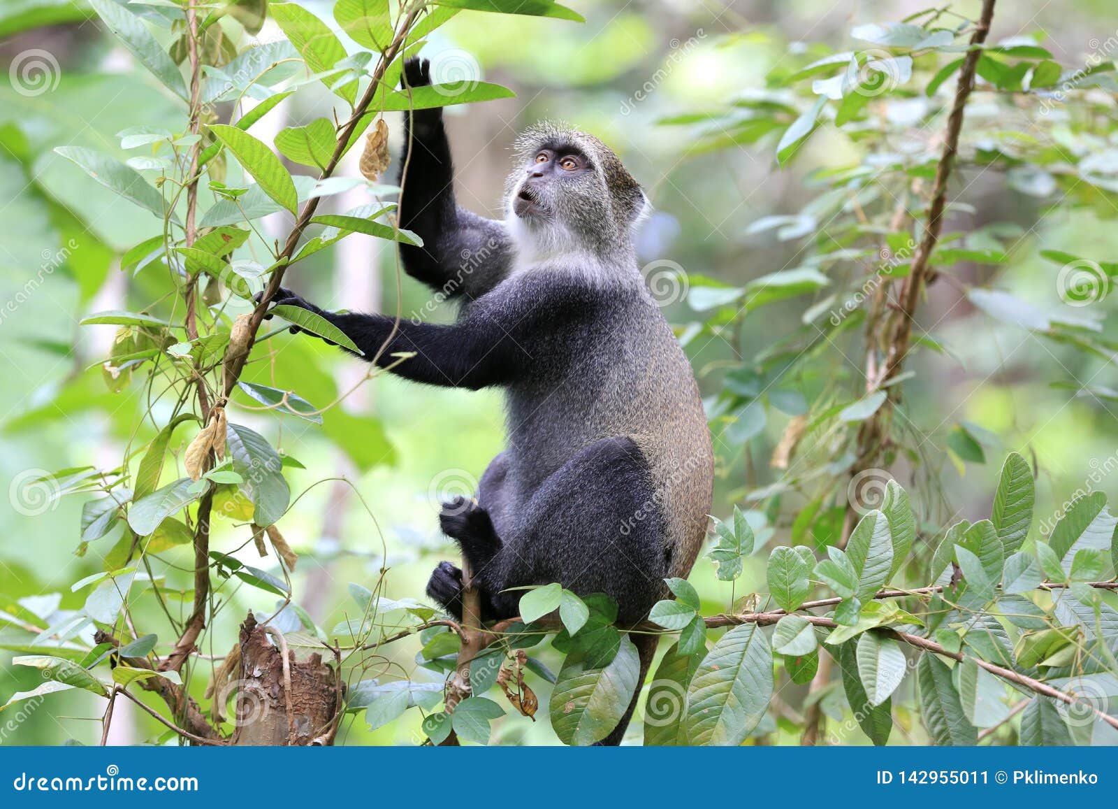 Funny Monkey in Green Forest Stock Image - Image of rainforest, travel ...