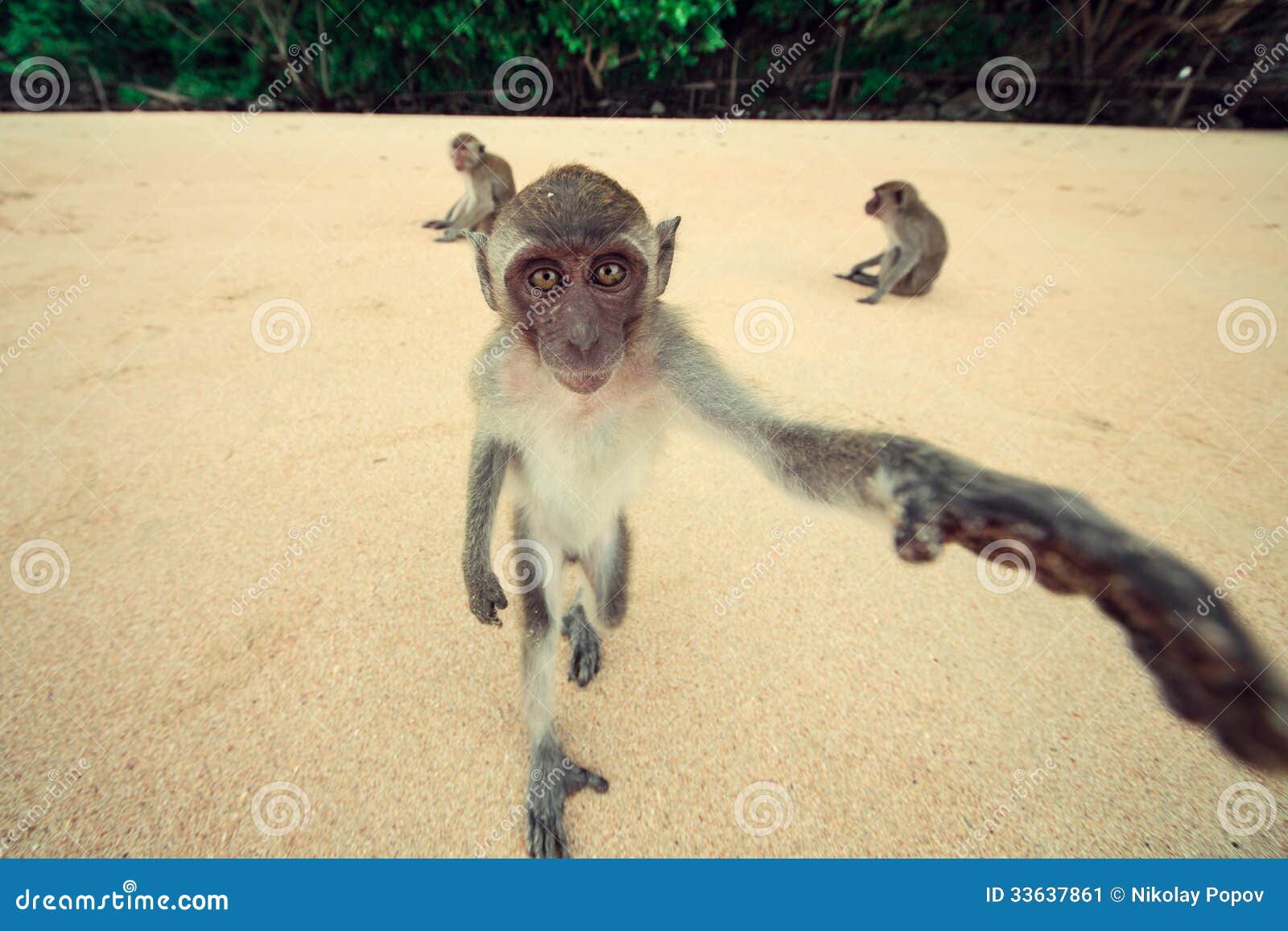 Funny monkey. stock image. Image of outdoors, eyes, sitting - 33637861