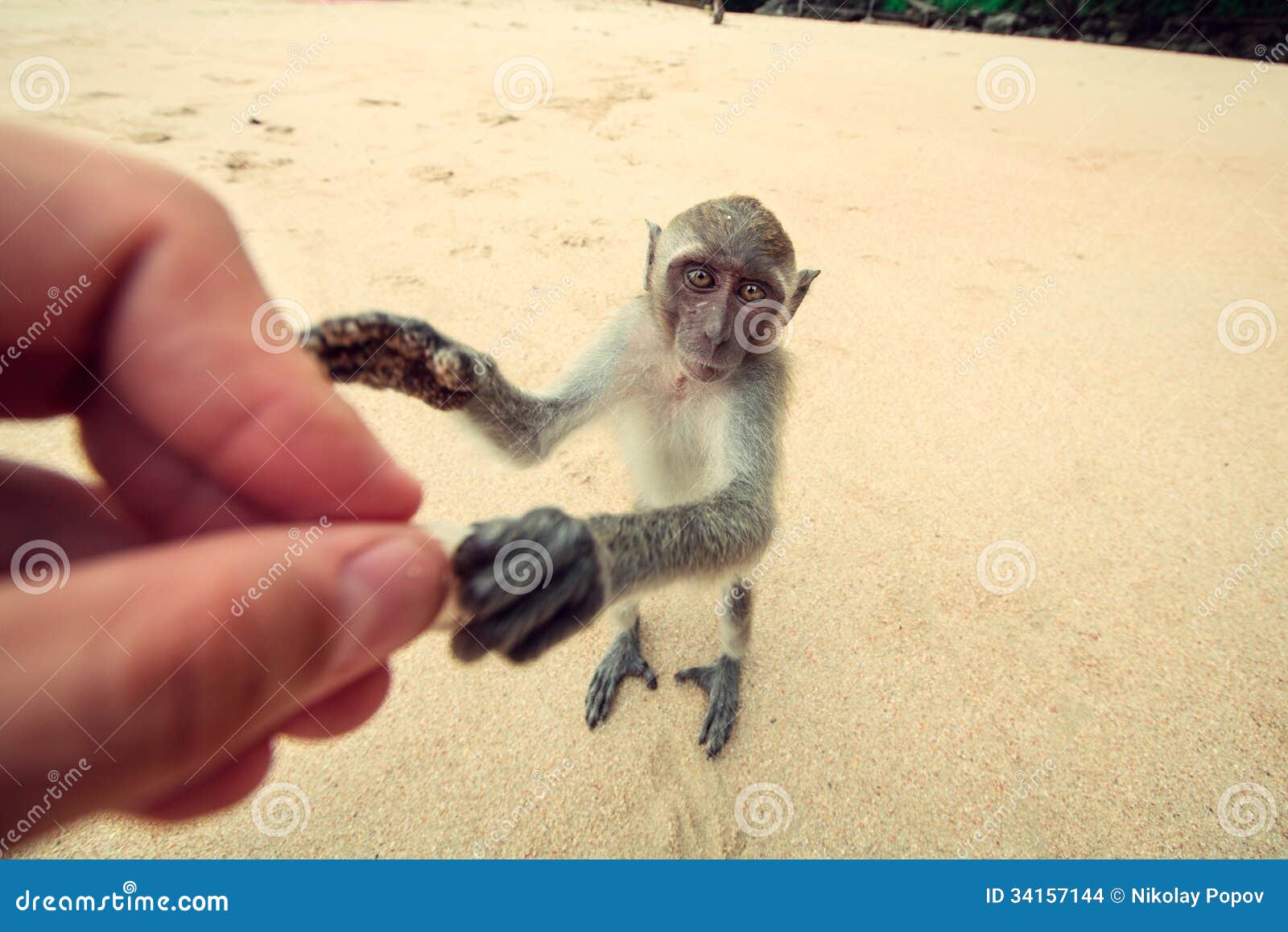 Monkey Stretching